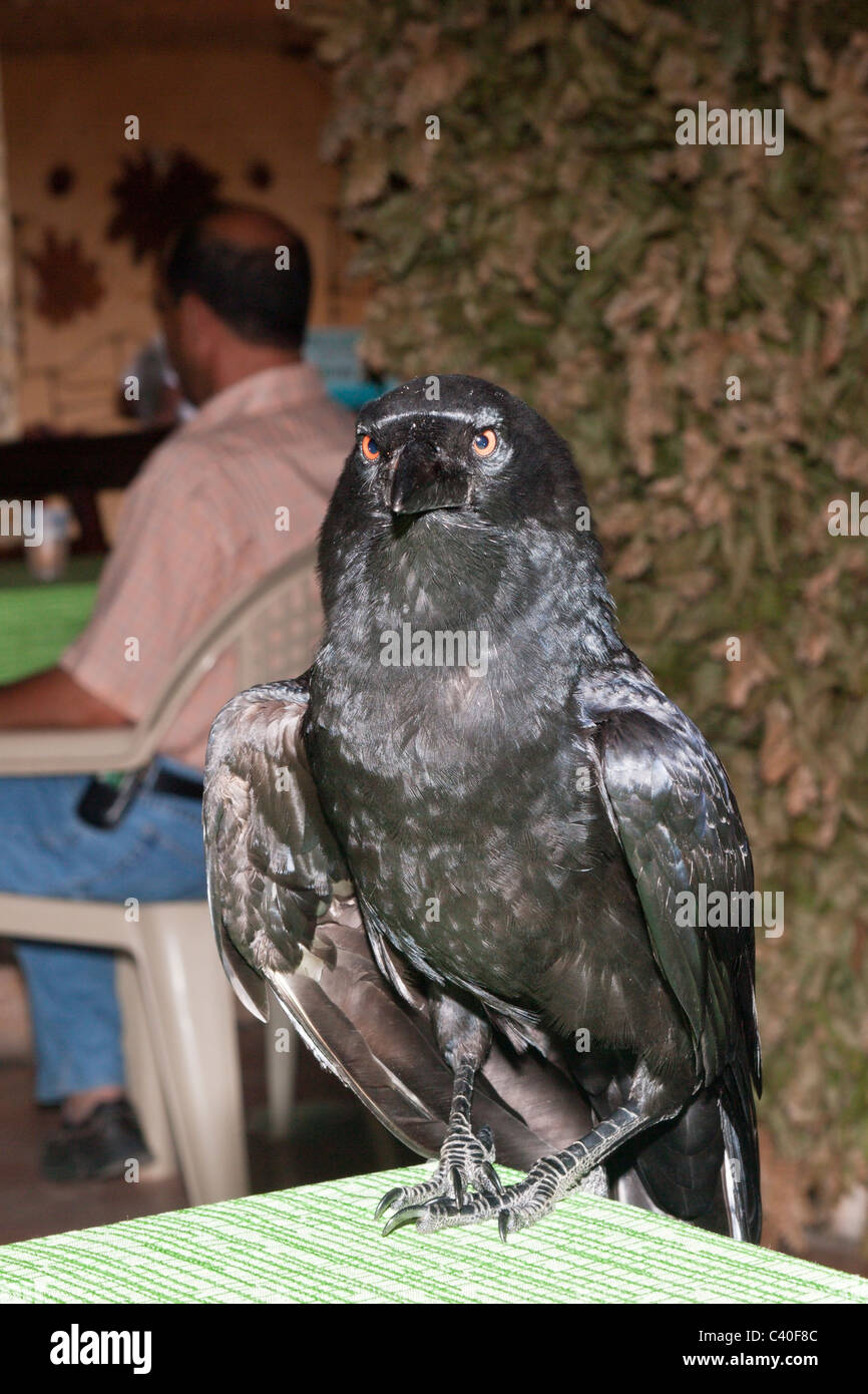 Crow pilfers in popular restaurant, Corvus sp., Los Haitises National ...