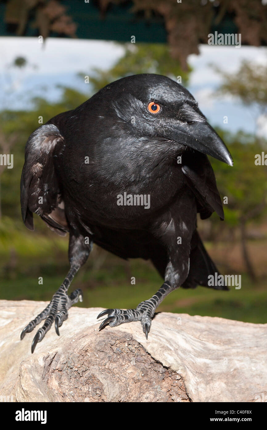 Crow pilfers in popular restaurant, Corvus sp., Los Haitises National ...