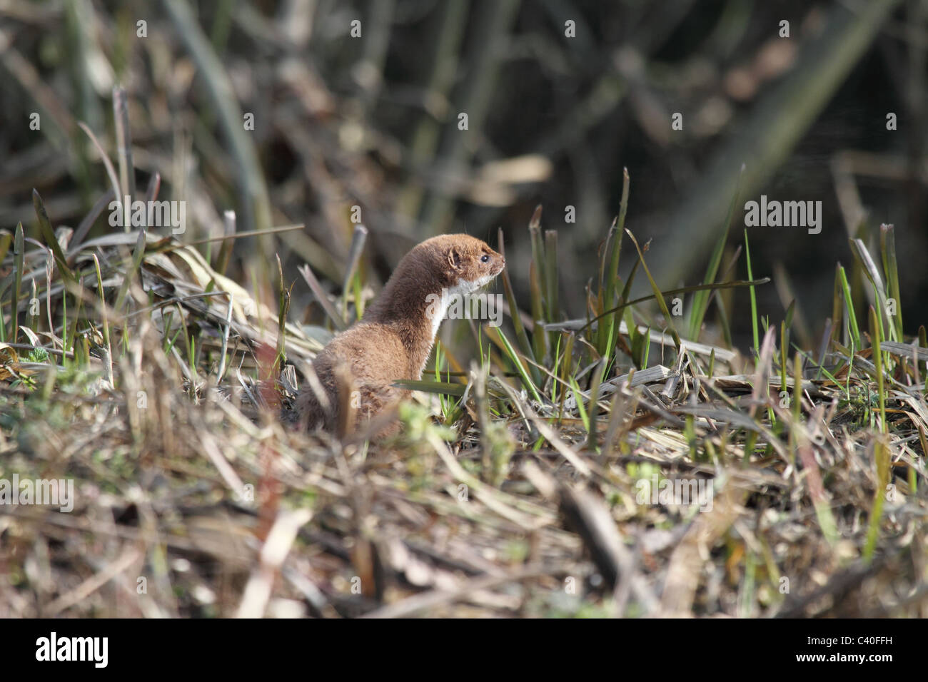 weasel detailed view Stock Photo - Alamy