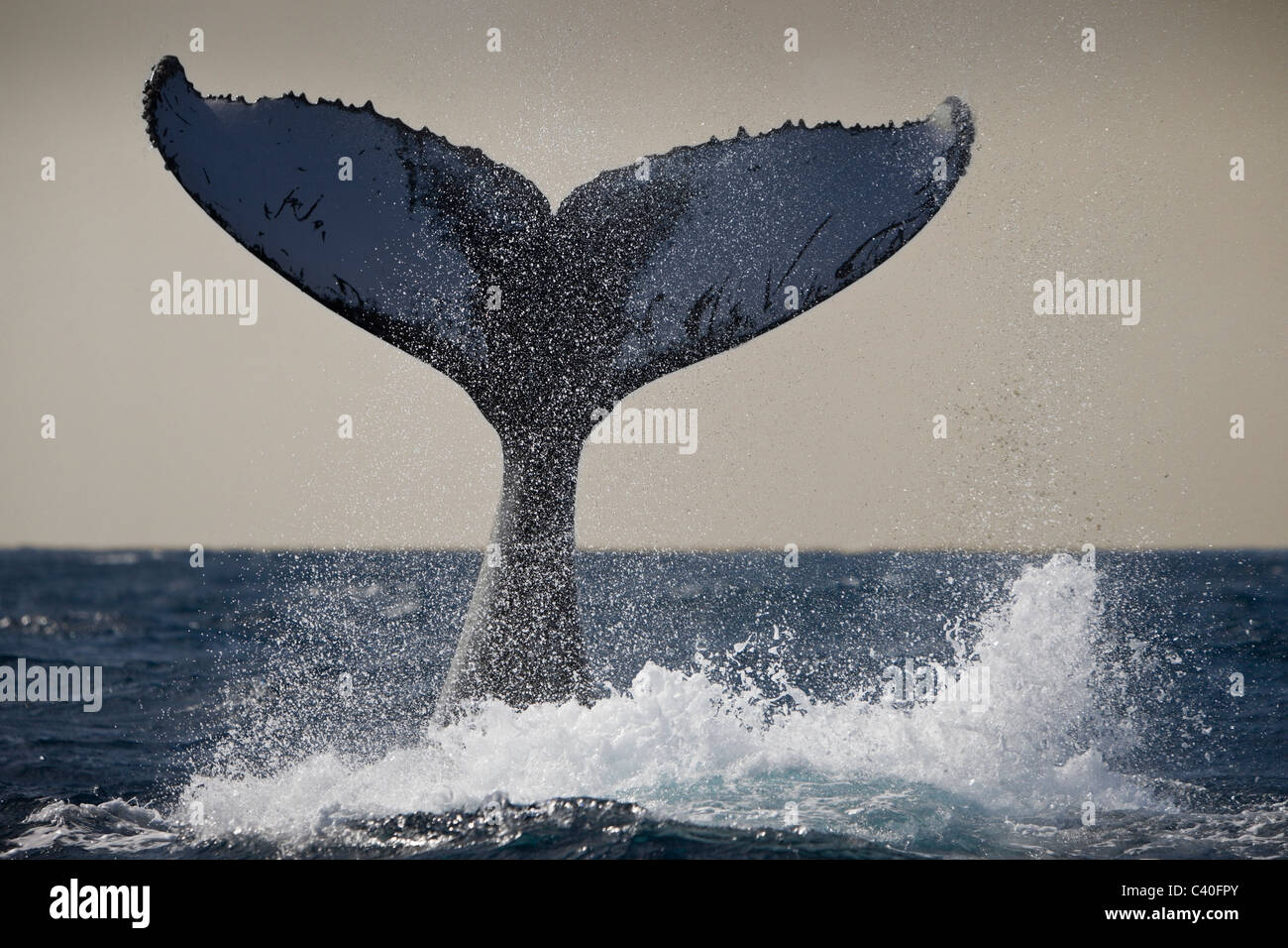 Fluke hi-res stock photography and images - Alamy