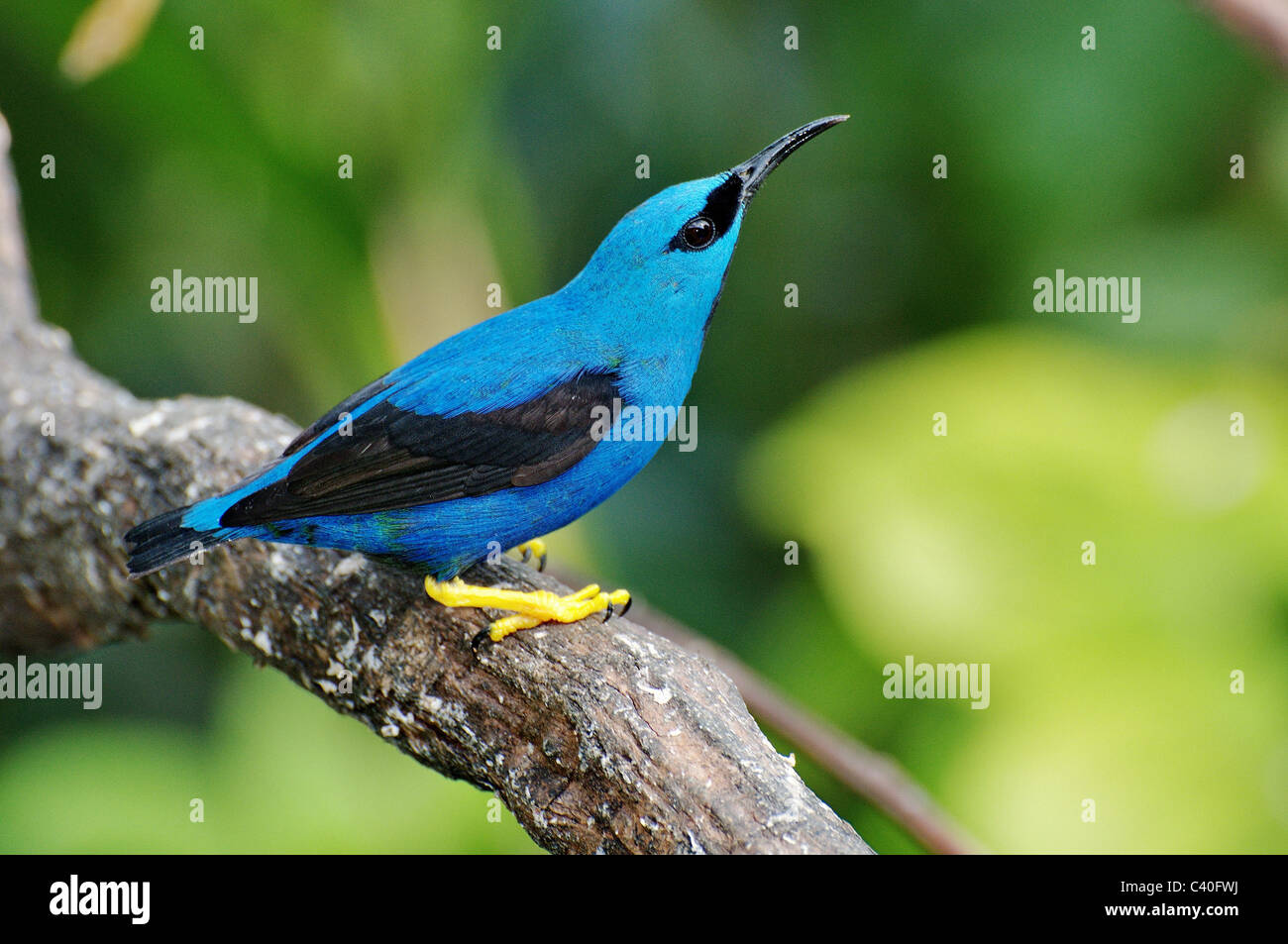 Rainforest bird hi-res stock photography and images - Alamy