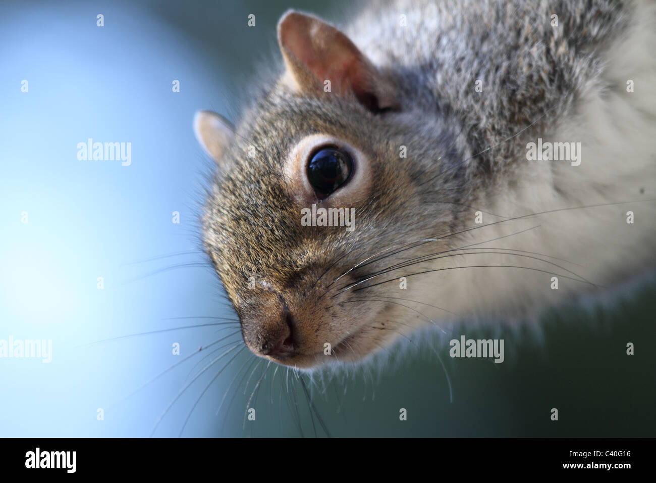 Sqirrel hi-res stock photography and images - Alamy