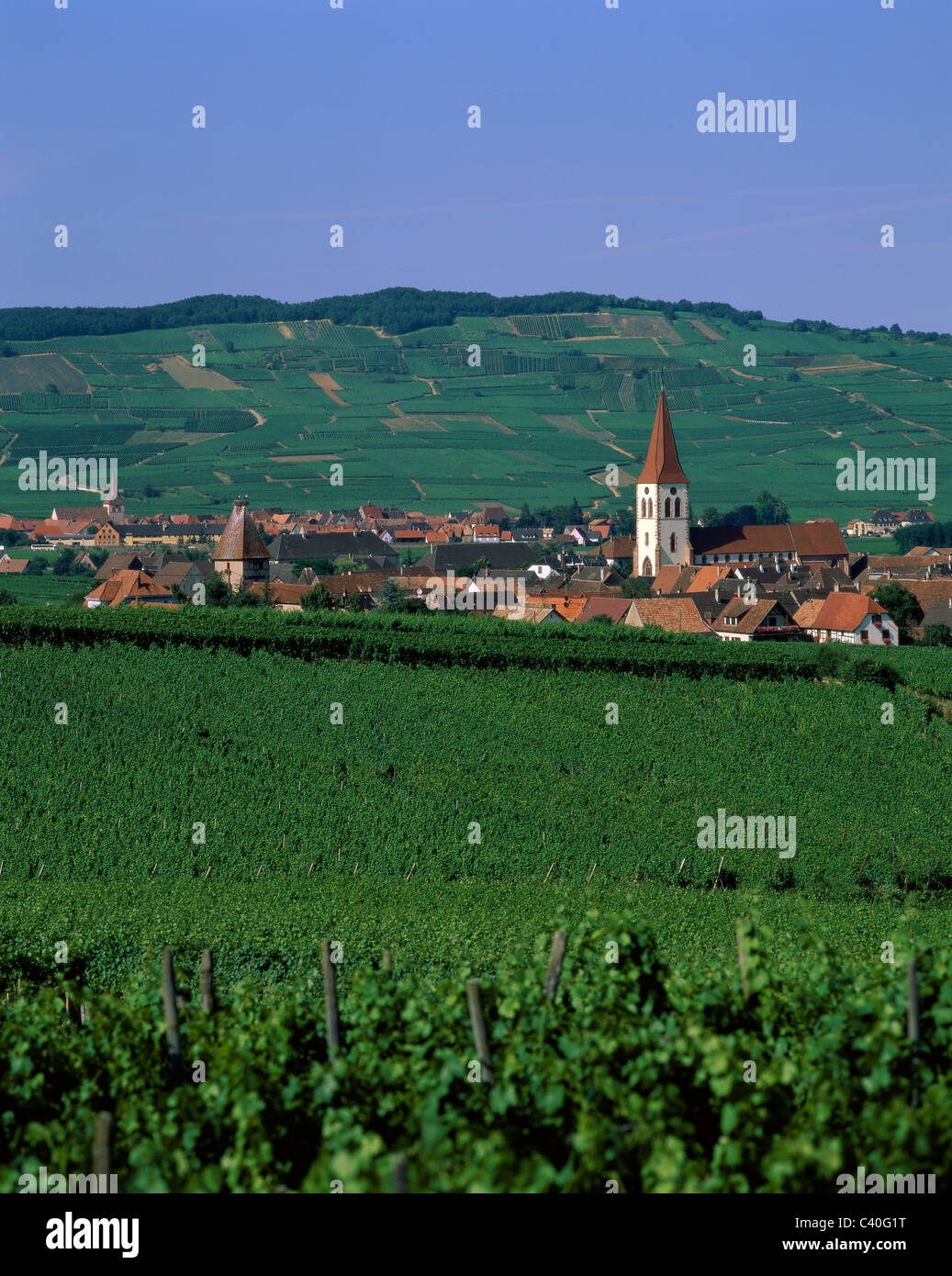 Agriculture, Alsace, Ammerschwihr, Field, France, Europe, Holiday ...