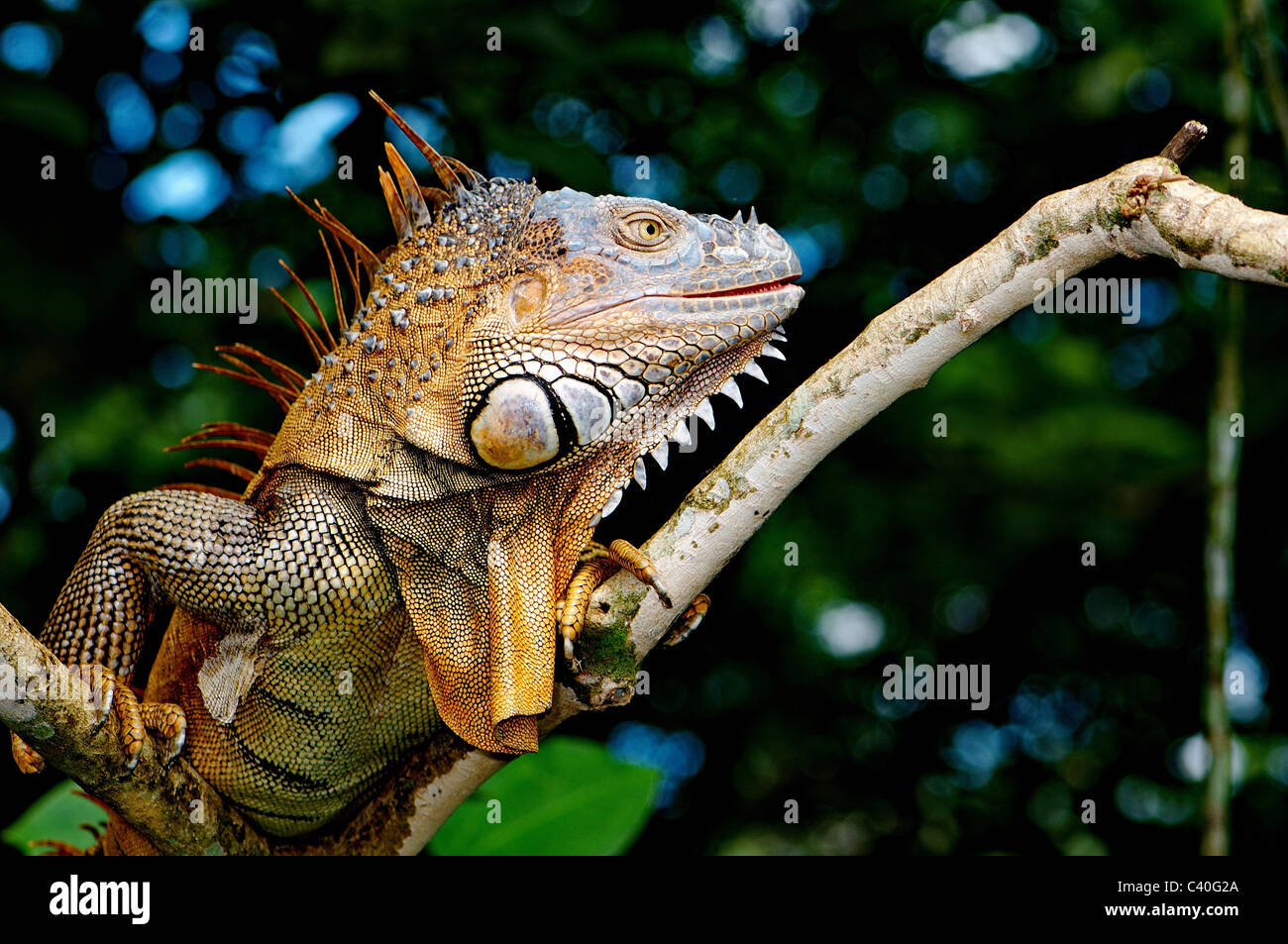 lizard, lizards, iguana, green iguana, Iguana iguana, reptile, reptiles ...