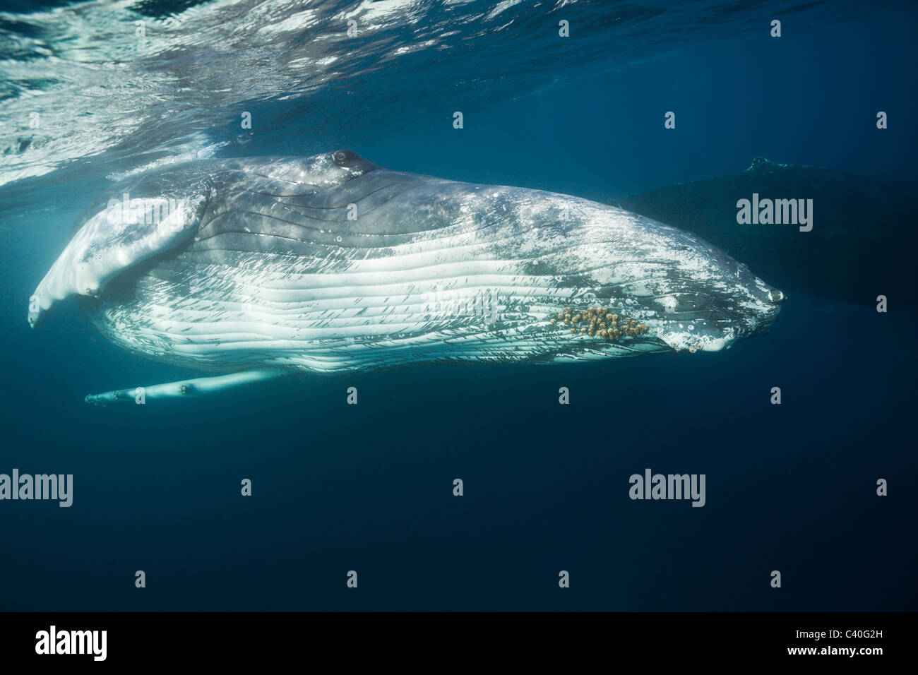 Silver whale hi-res stock photography and images - Alamy