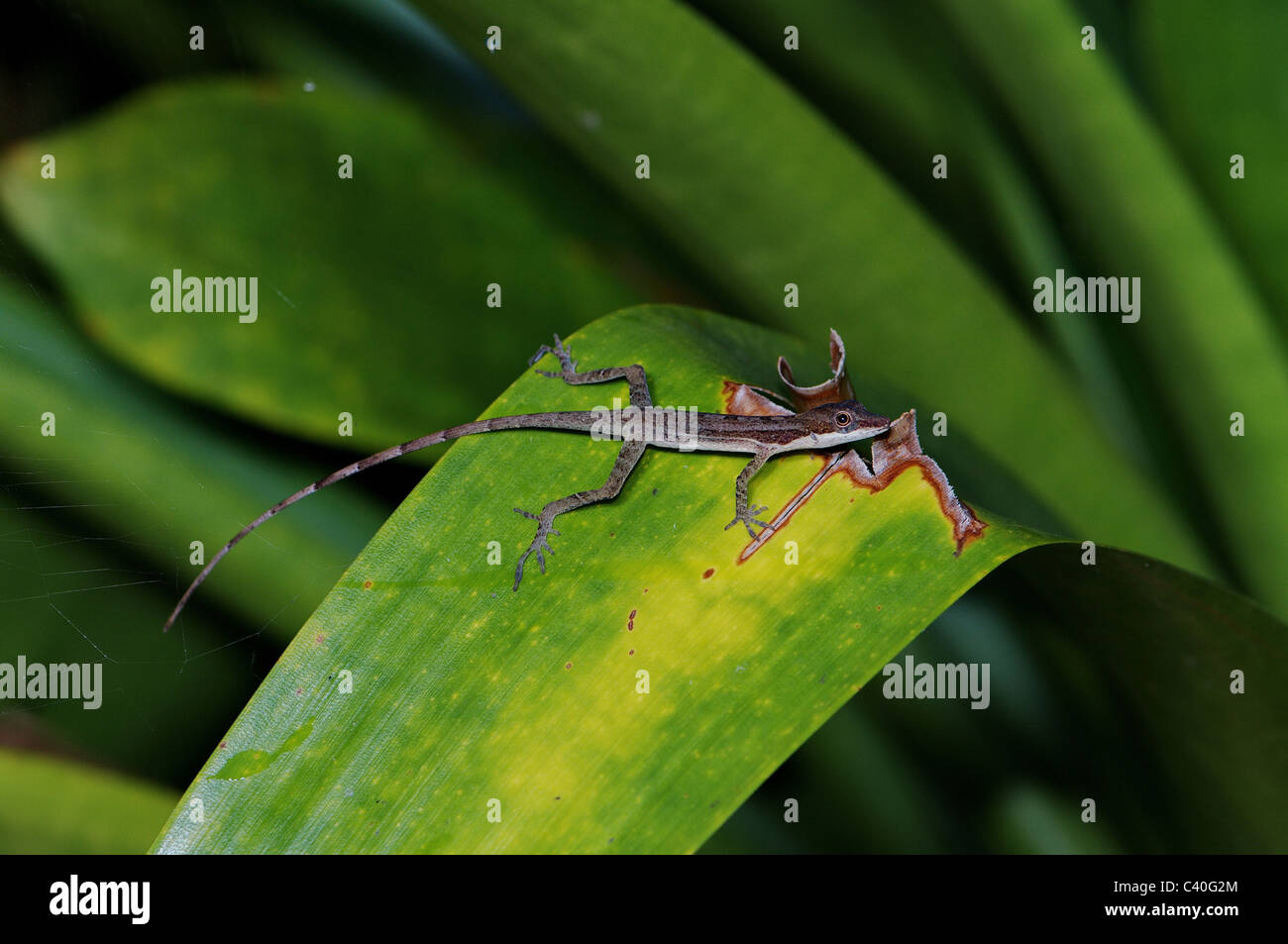 lizard, lizards, Anole, Anole lizard, Stream Anole, Norops oxylophus ...
