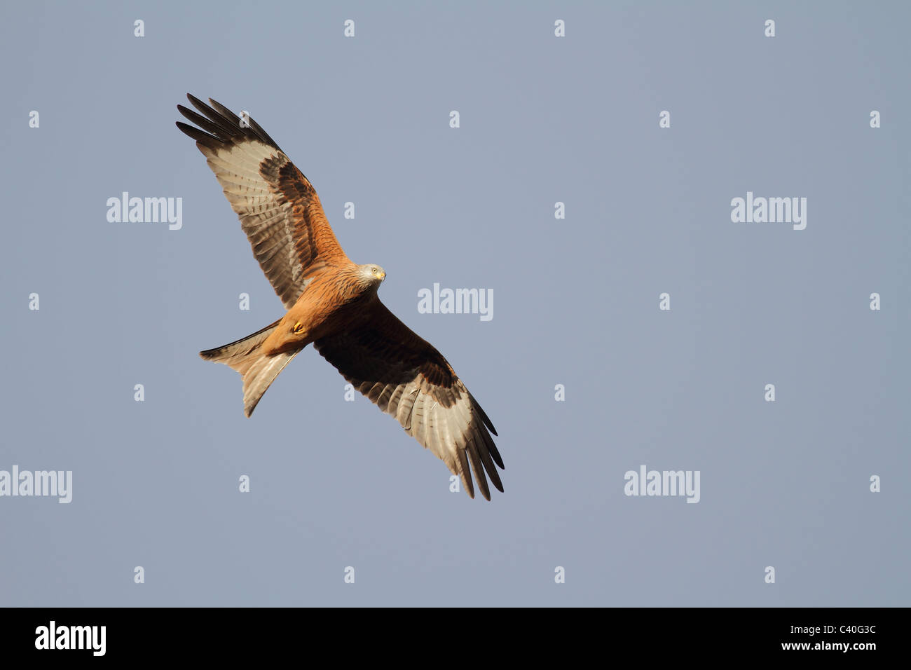 Detailed kite hi-res stock photography and images - Alamy