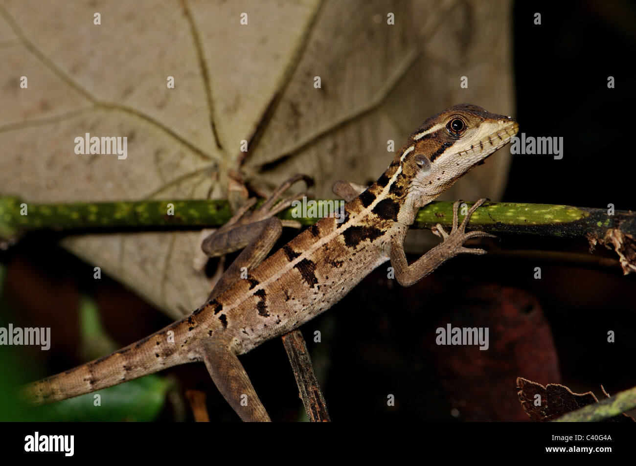 lizard, lizards, basilisc, brown basilisc, Jesus Christ lizard ...