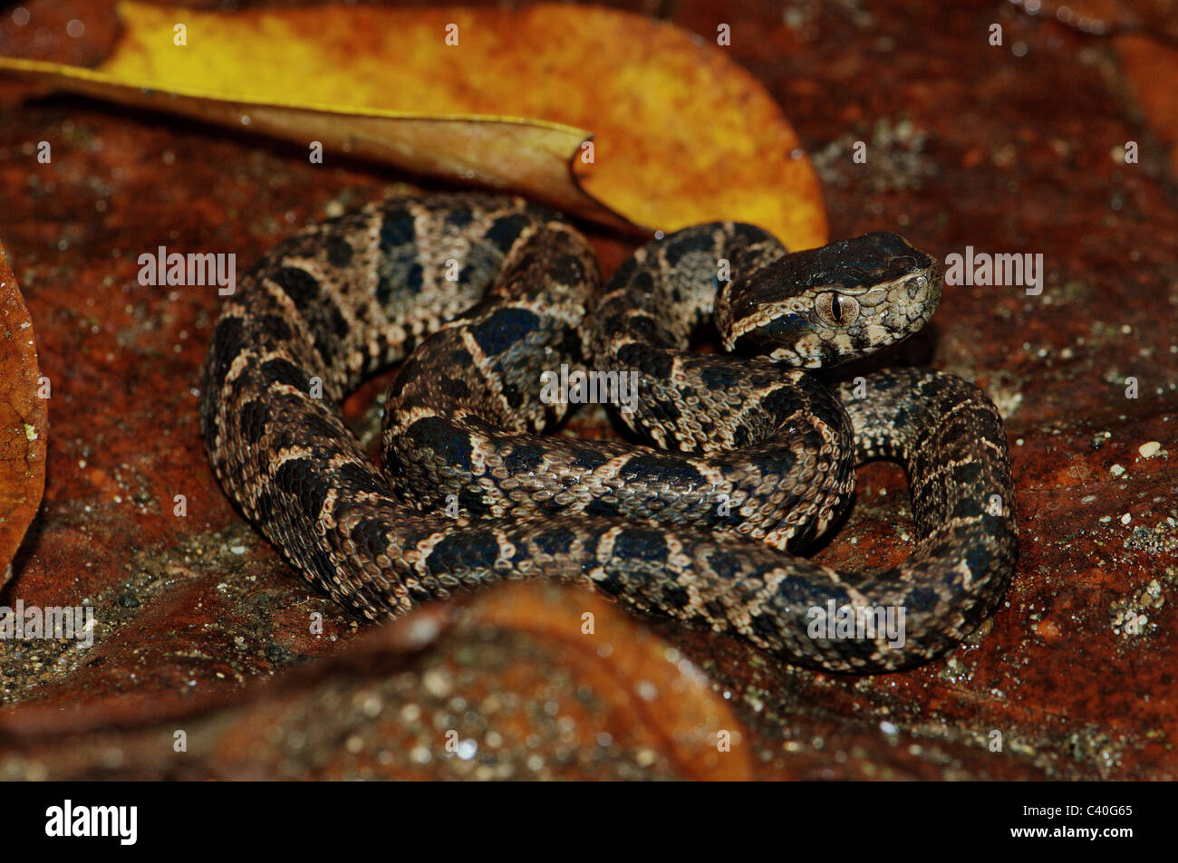 Viper, vipers, adder, adders, pit viper, Terciopelo, Barba amarilla ...