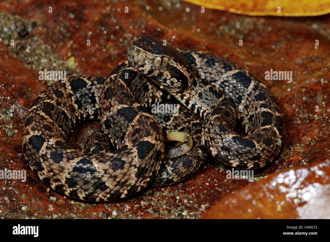 Fer de lance pit viper hi-res stock photography and images - Alamy