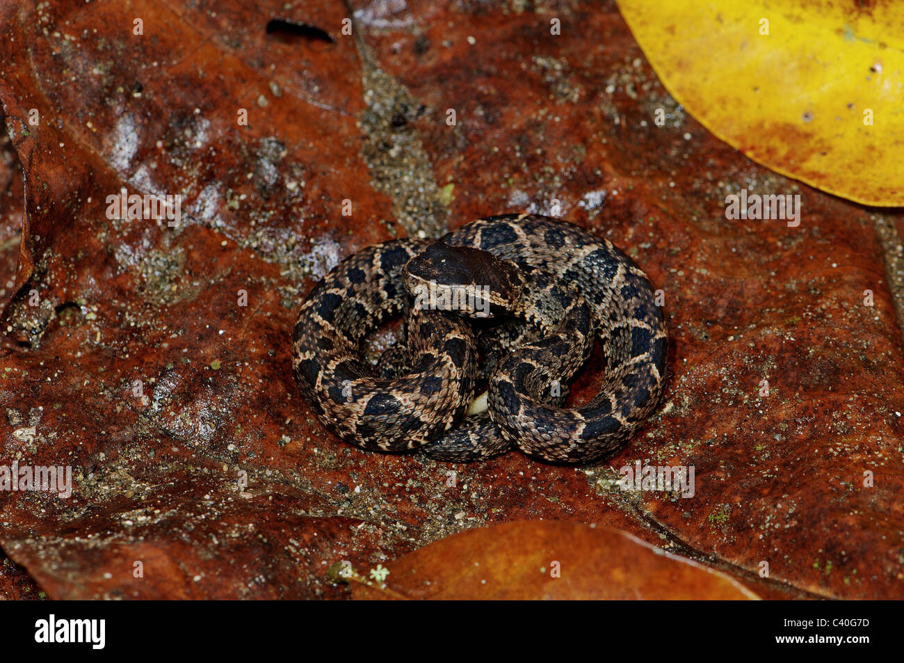 Viper, vipers, adder, adders, pit viper, Terciopelo, Barba amarilla ...