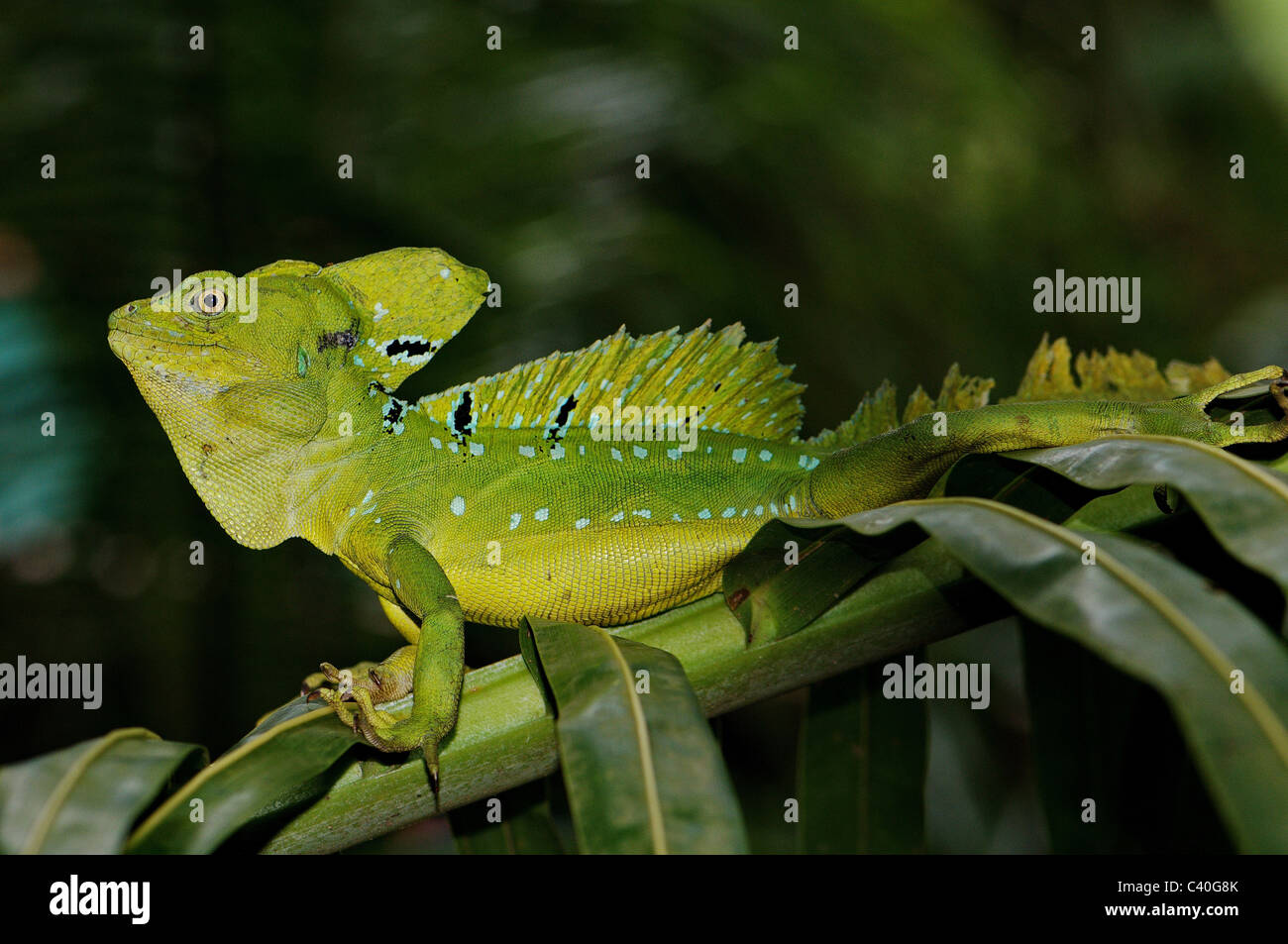 Jesus christ lizards hi-res stock photography and images - Alamy