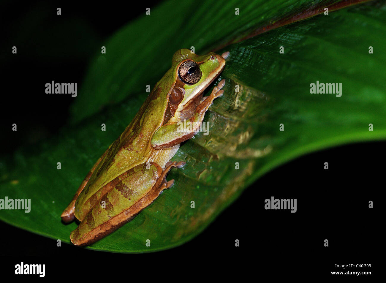 Frog, frogs, tree frog, Costa Rica tree frog, Smilisca phaeota ...