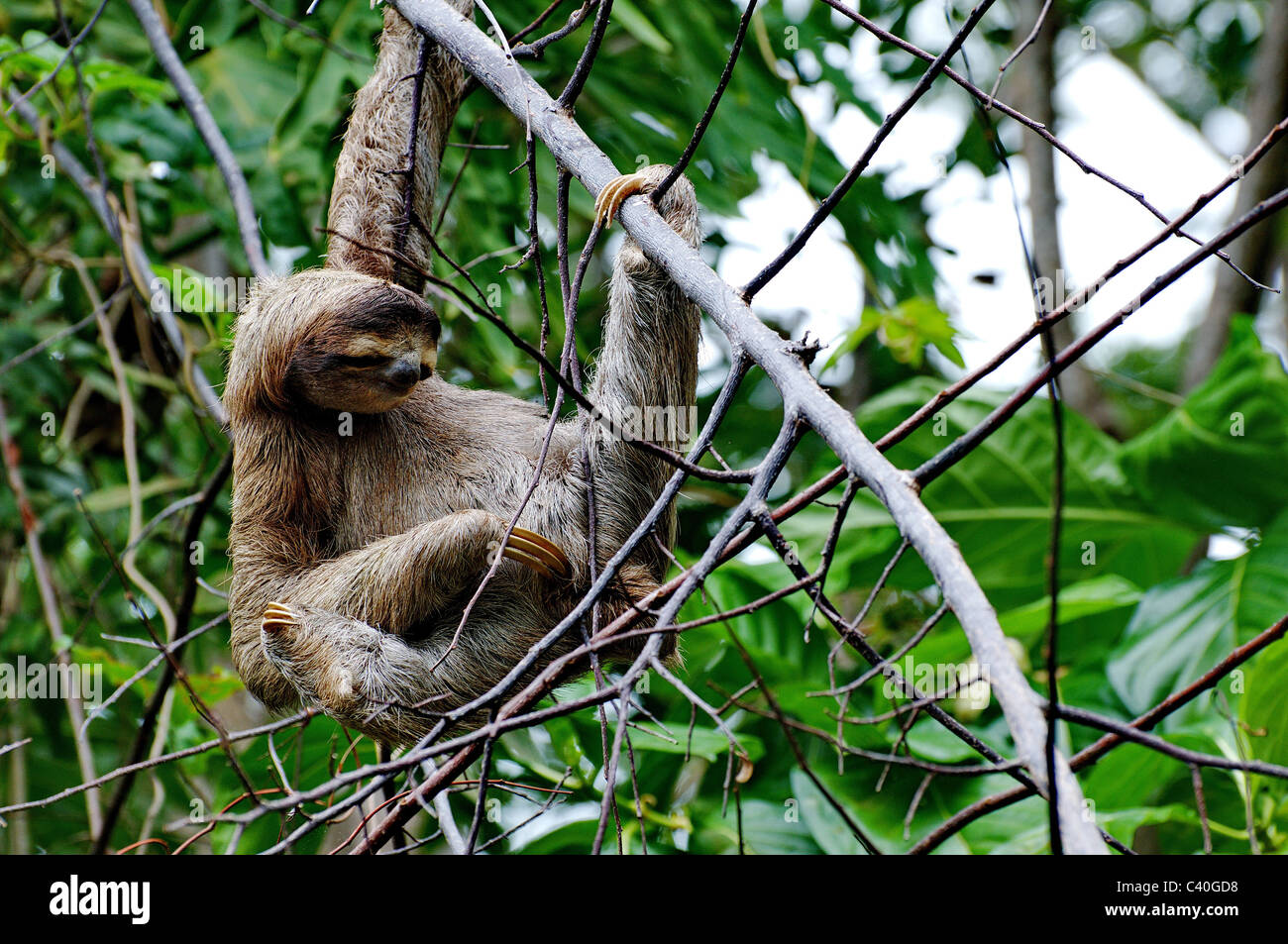 Sloth tree hi-res stock photography and images - Alamy