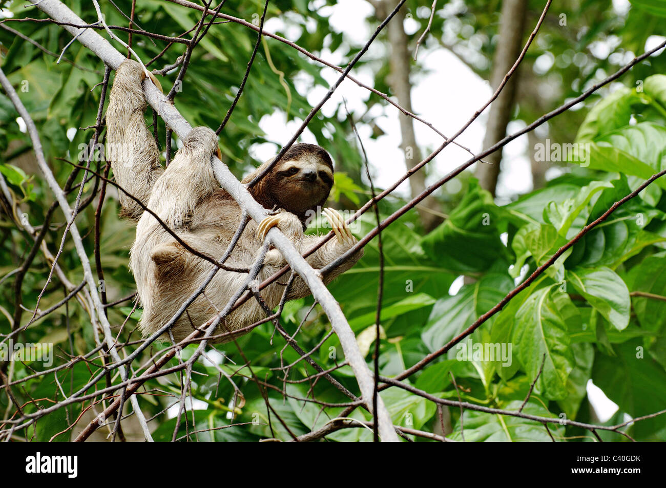 Brown-throaded sloth, Tree-toed sloth, sloth, mammal, mammals, Bradypus ...