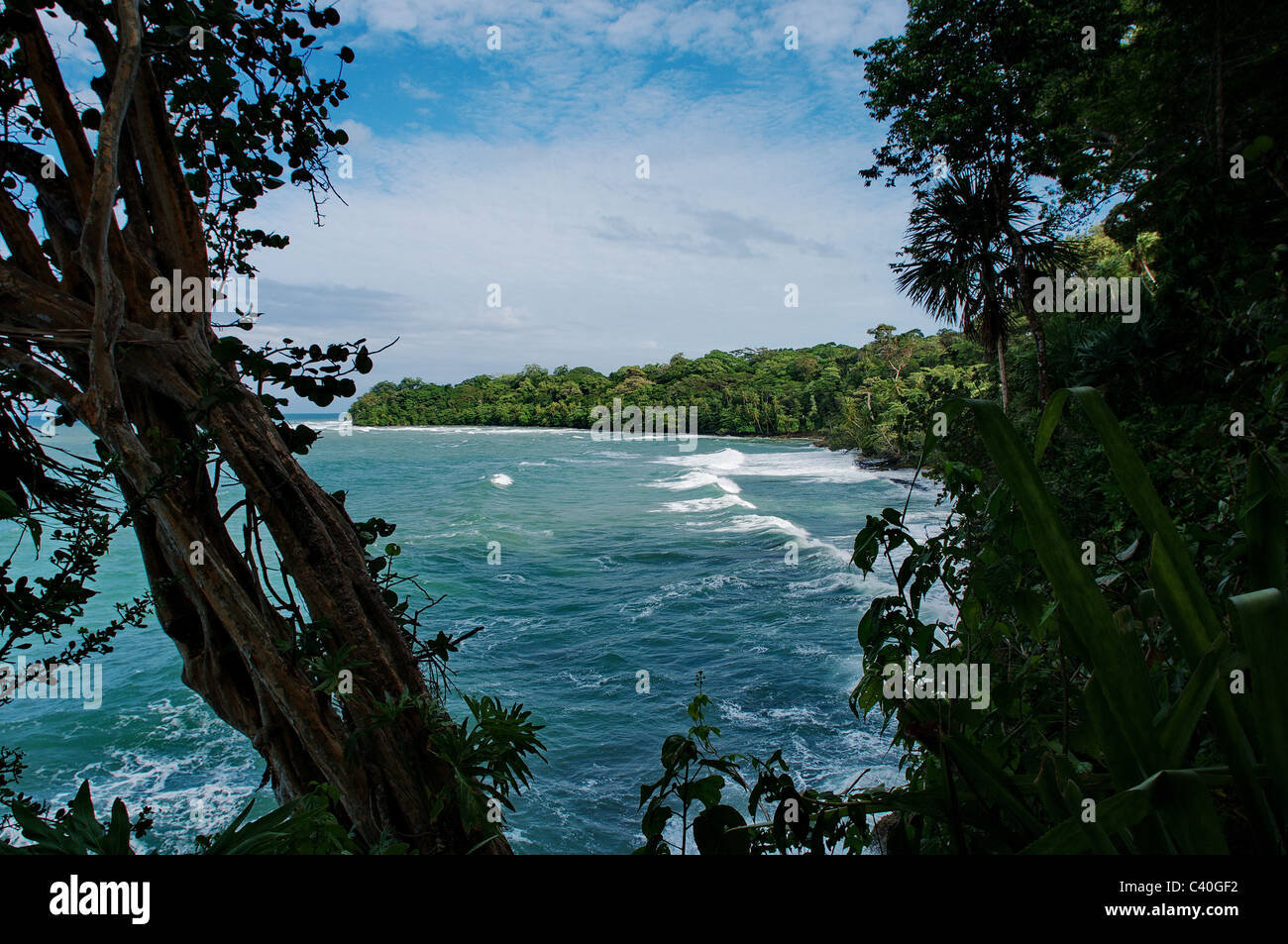 Virgin forest, rainforest, tree, trees, foilage, green, plant, plants ...