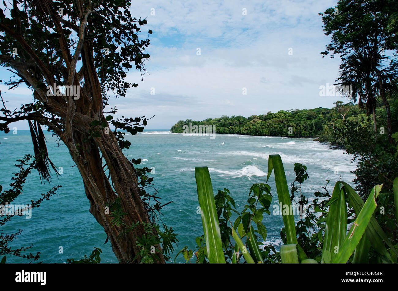 Virgin forest, rainforest, tree, trees, foilage, green, plant, plants ...