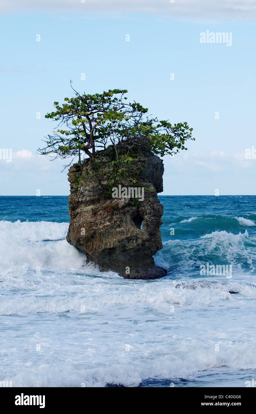 Rock, cliff, surf, tree, trees, foilage, green, plant, plants, botany ...