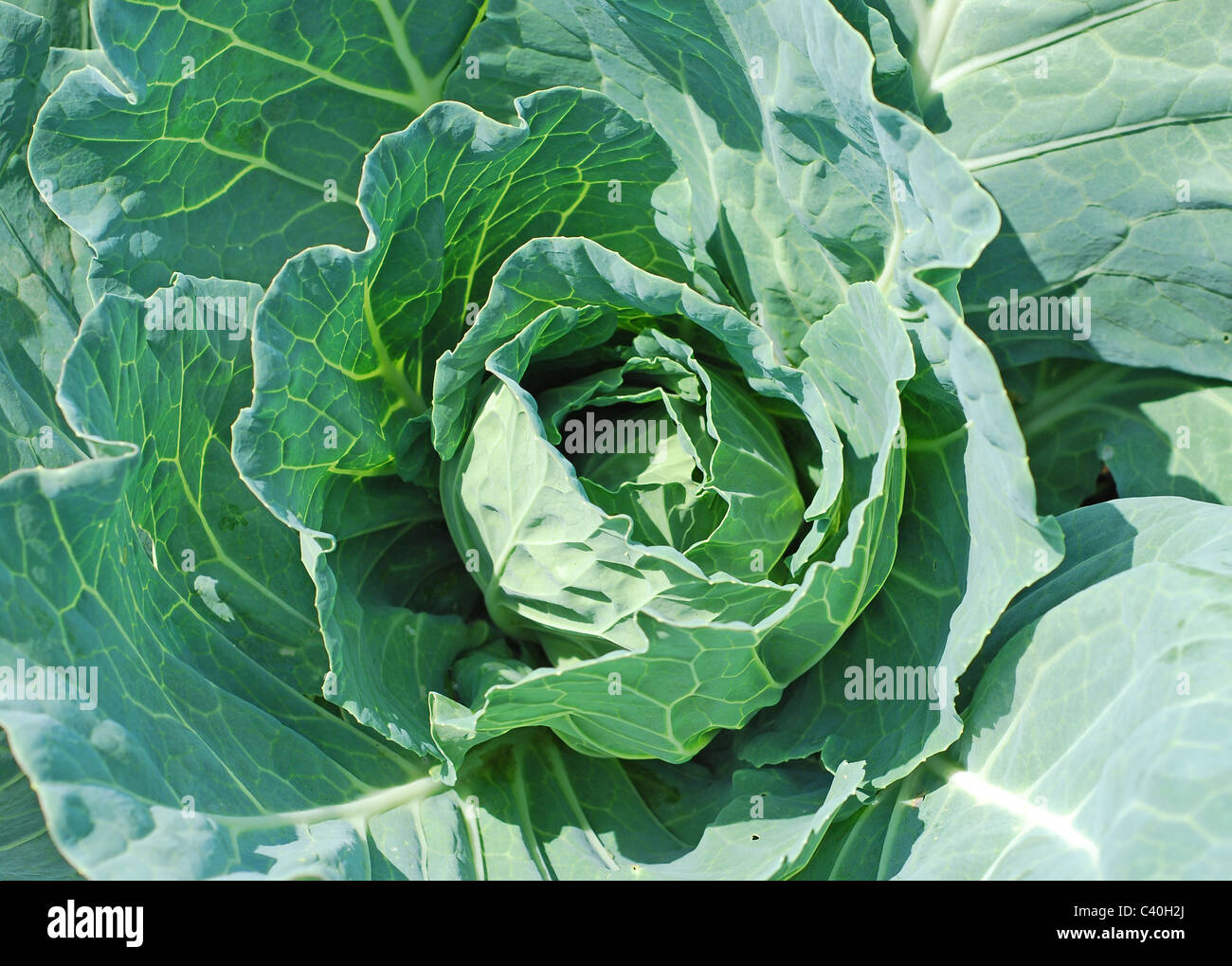 Fat field plant hi-res stock photography and images - Alamy