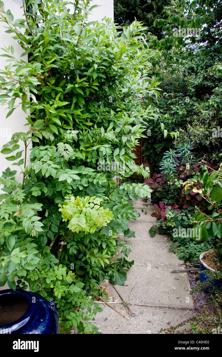 Overgrown garden path Stock Photo - Alamy