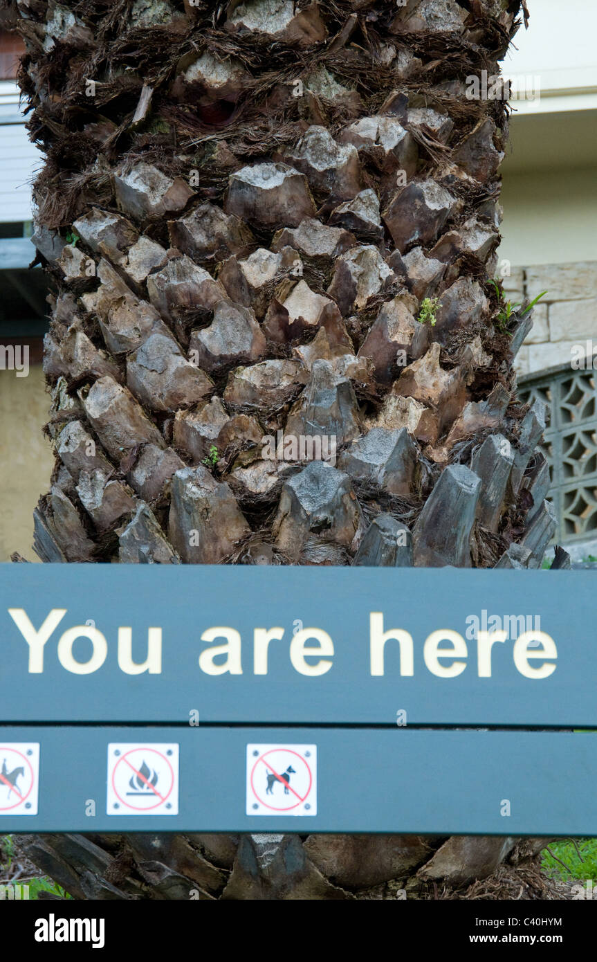 you are here sign post on palm tree bondi beach australia Stock Photo ...