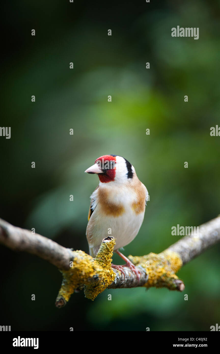 Goldfinch in a garden on an old tree branch in spring. UK Stock Photo ...