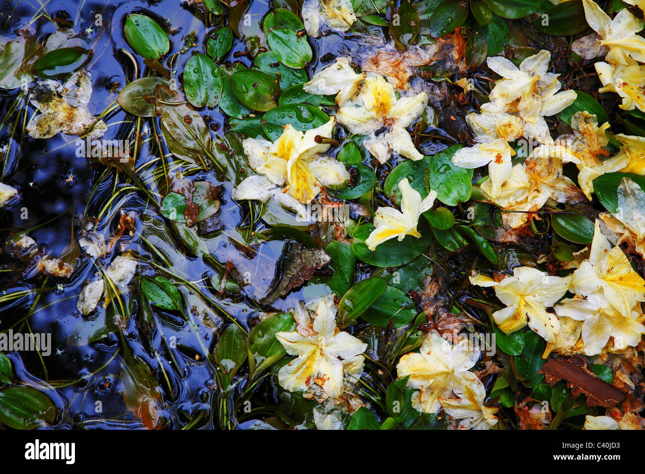 Azalea petals falling into a small pond. Norfolk, England, UK Stock ...
