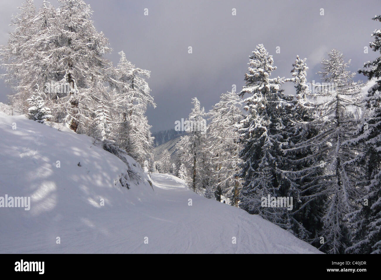 Switzerland, Valais, Bellwald, ski slope, scenery, trees, wood, forest ...