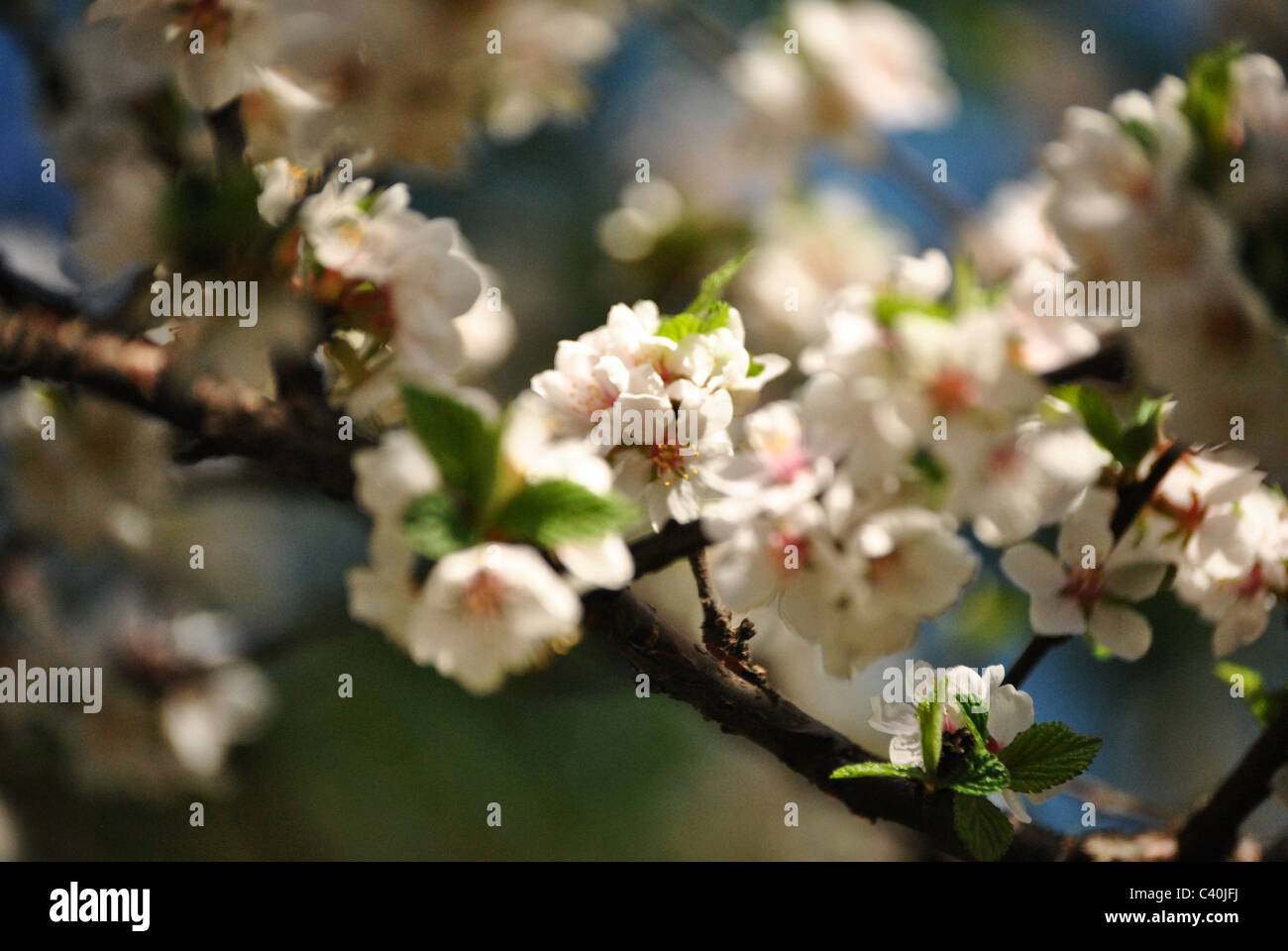 Cluster of blossoms in a tree Stock Photo - Alamy