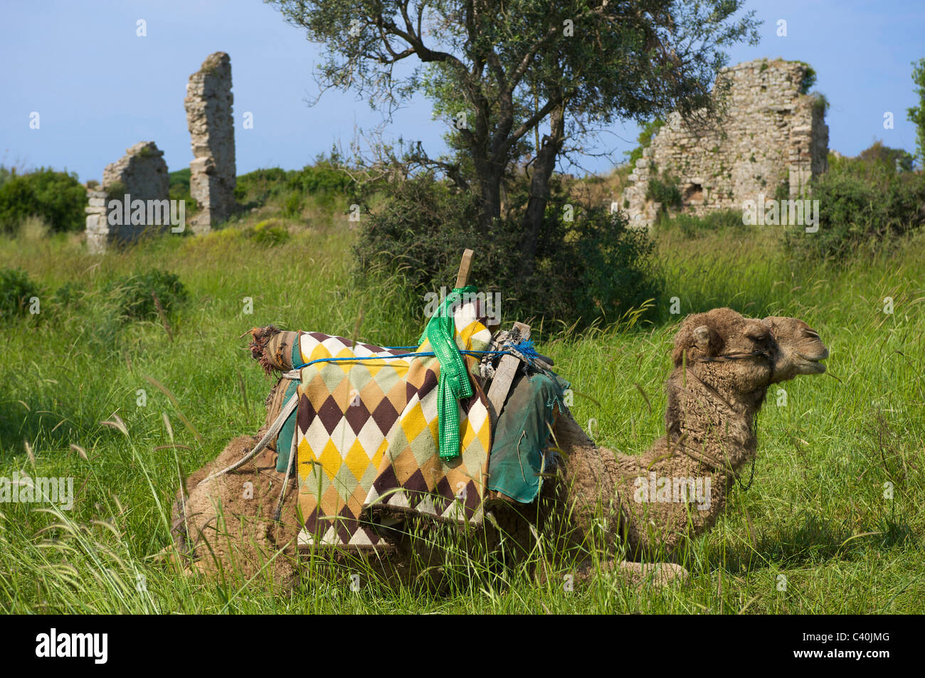 Turkish, Riviera, camel, tourism, ruins, Side, Turkish Riviera, Turkey ...