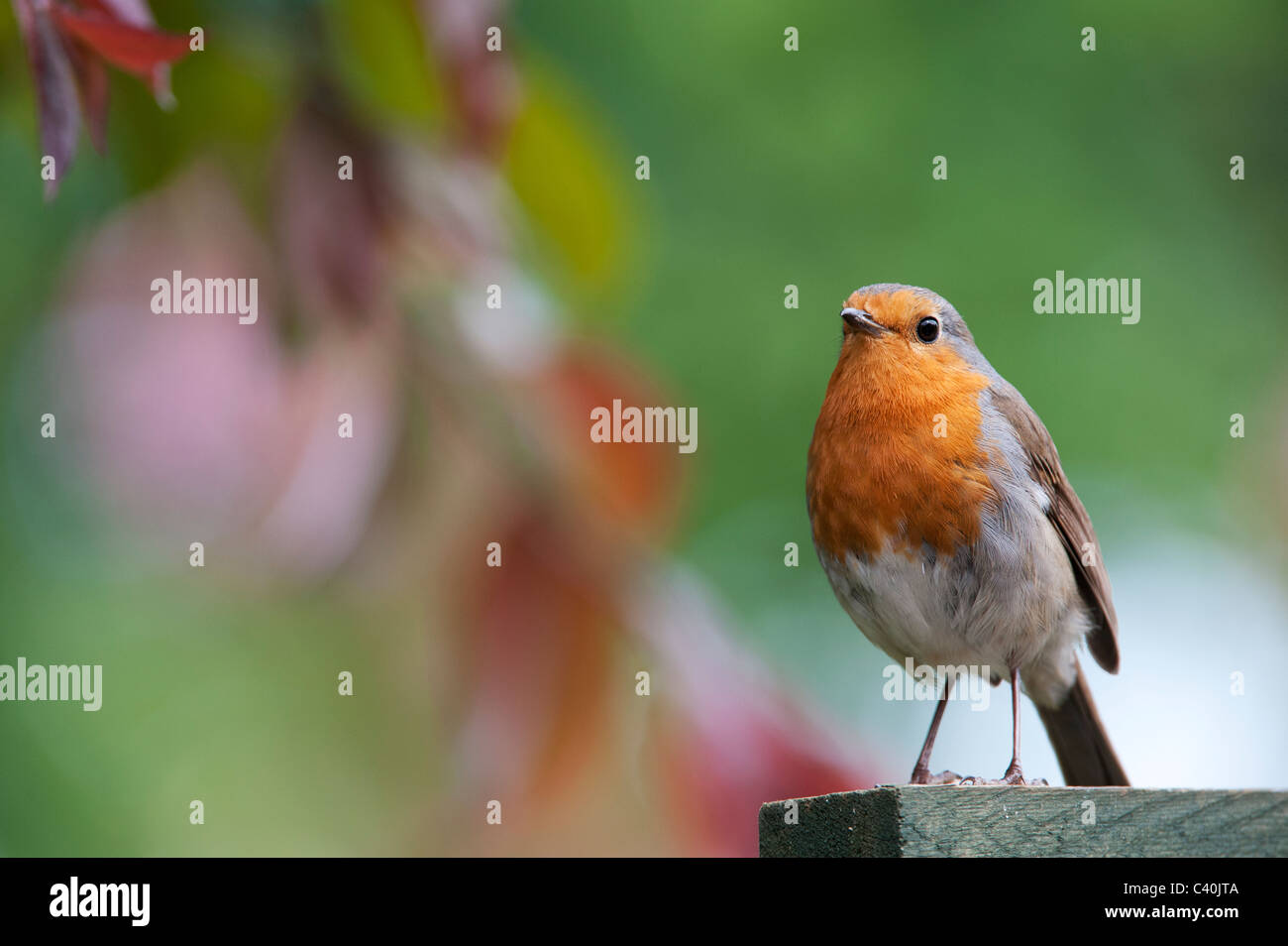 Garden birds hi-res stock photography and images - Alamy