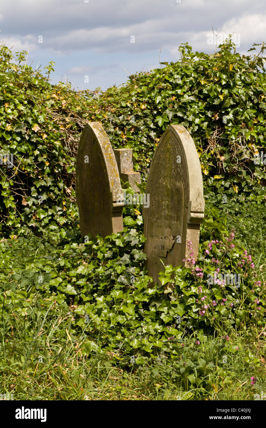 Overgrown cemetery with protruding 19th century headstones. Norfolk ...