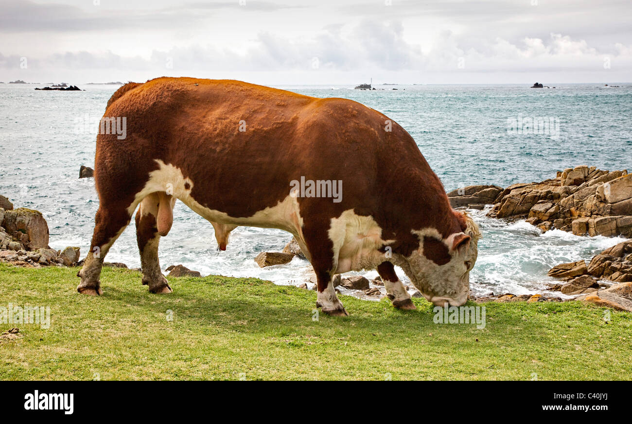 Hereford bull contentedly grazing short turf on the exposed south coast ...