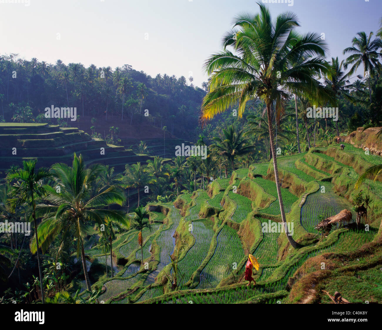 Agriculture, Bali, Asia, Crop, Farmer, Farming, Field, Hillside ...