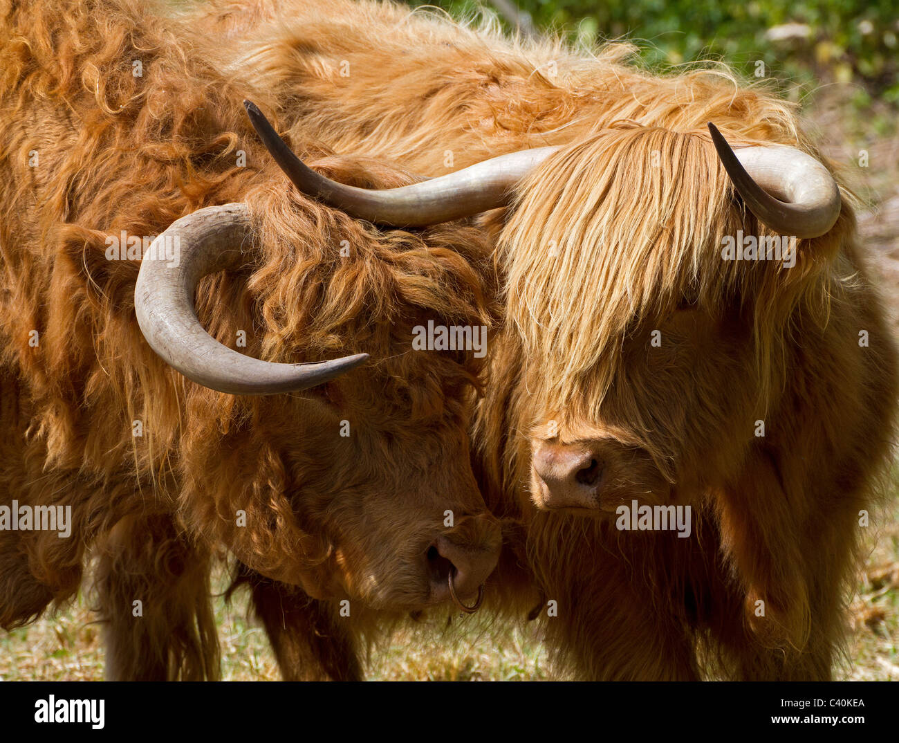 Scottish Longhorn cattle at Ingworth, Norfolk, England, UK Stock Photo ...
