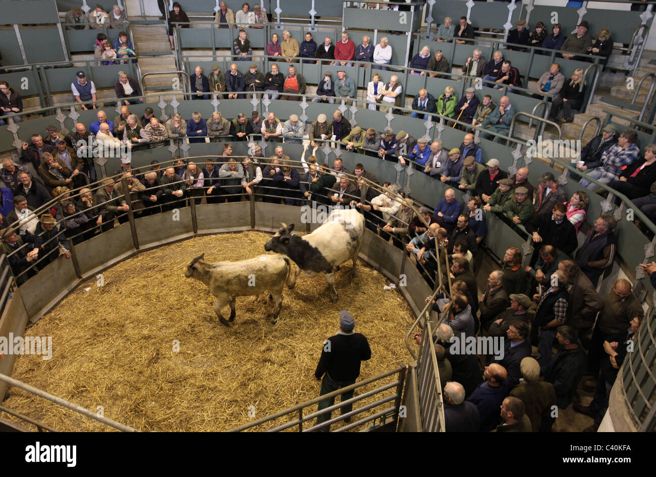 Bakewell cattle market hi-res stock photography and images - Alamy