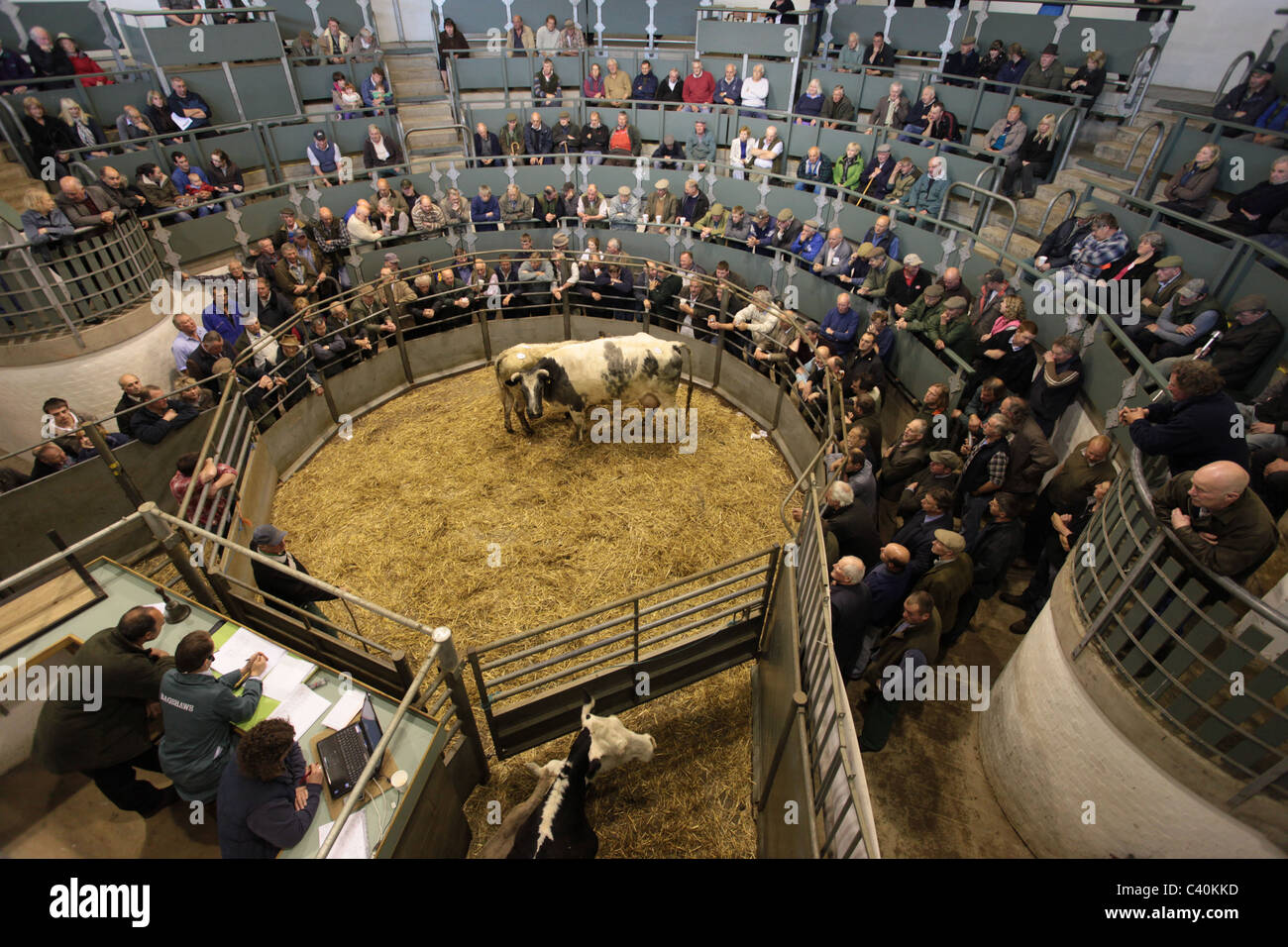 Bakewell Livestock Market on a Monday Stock Photo - Alamy