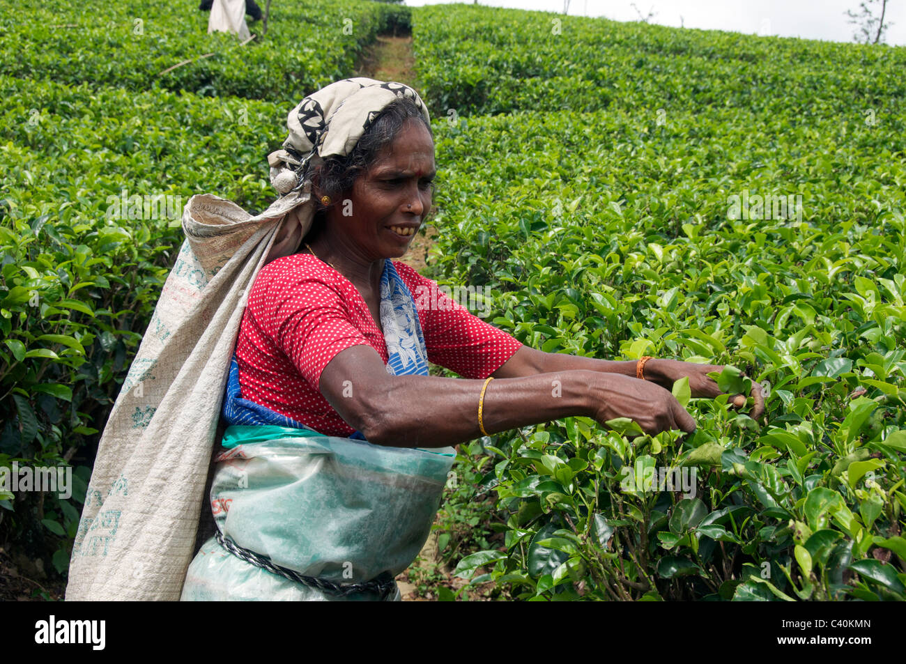 Female tea picker St. Clair Tea Estate Talawakele Central Highlands Sri ...