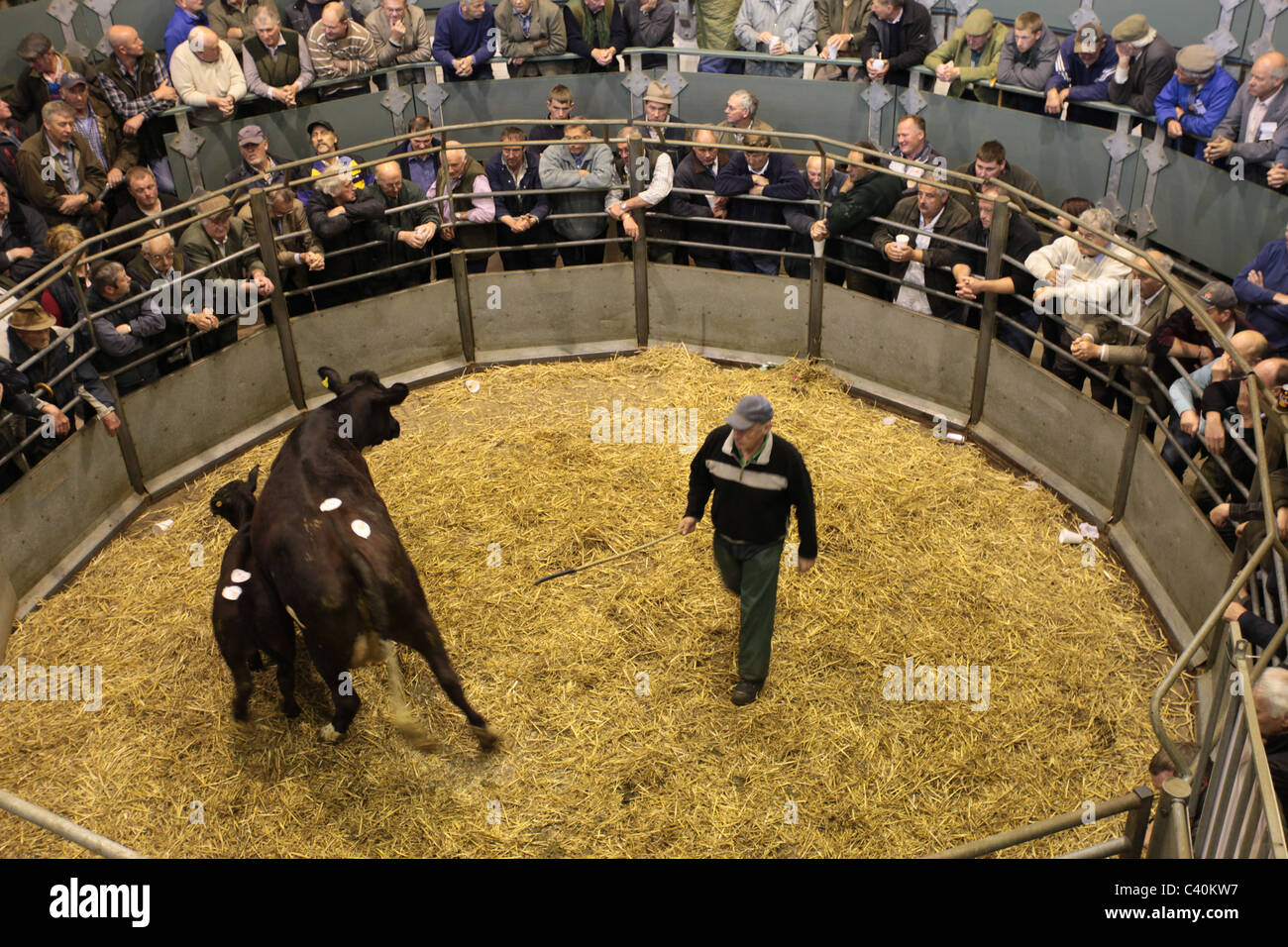 Bakewell Agricultural Auction on a Monday Market Day Stock Photo - Alamy