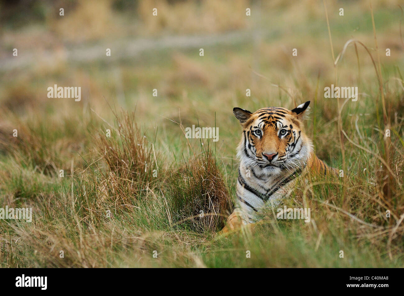 Male royal bengal tiger sitting hi-res stock photography and images - Alamy
