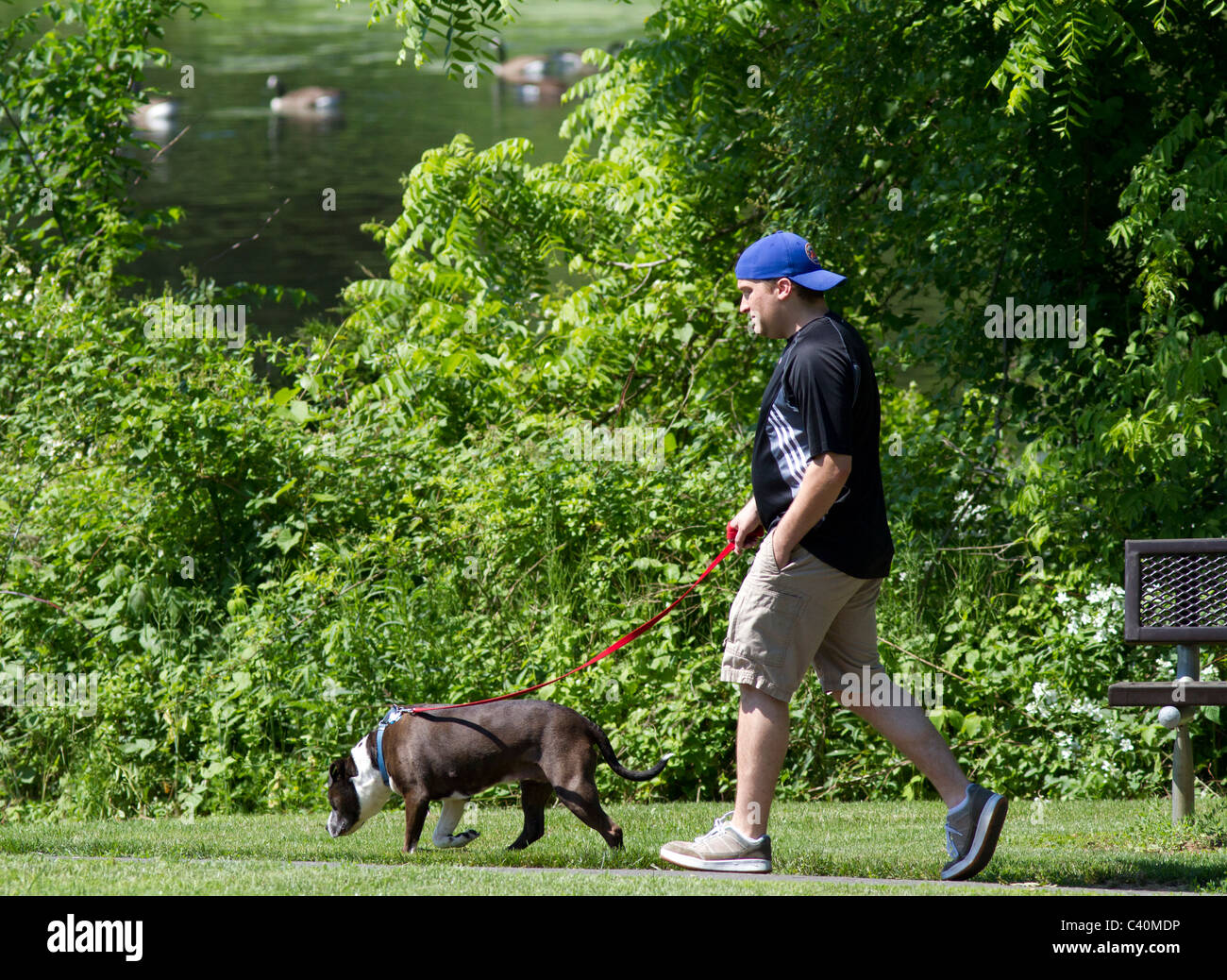 A man walking his dog in the park next to a pond Stock Photo - Alamy
