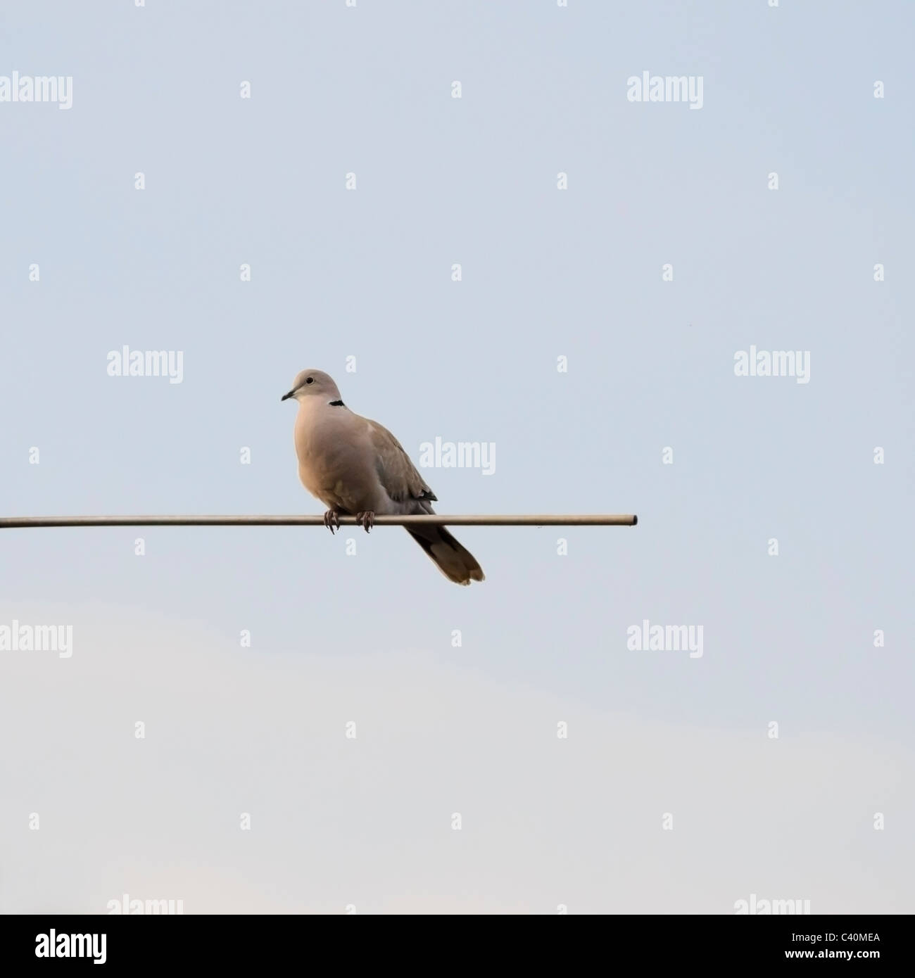 Collared Dove perching on antenna Stock Photo - Alamy