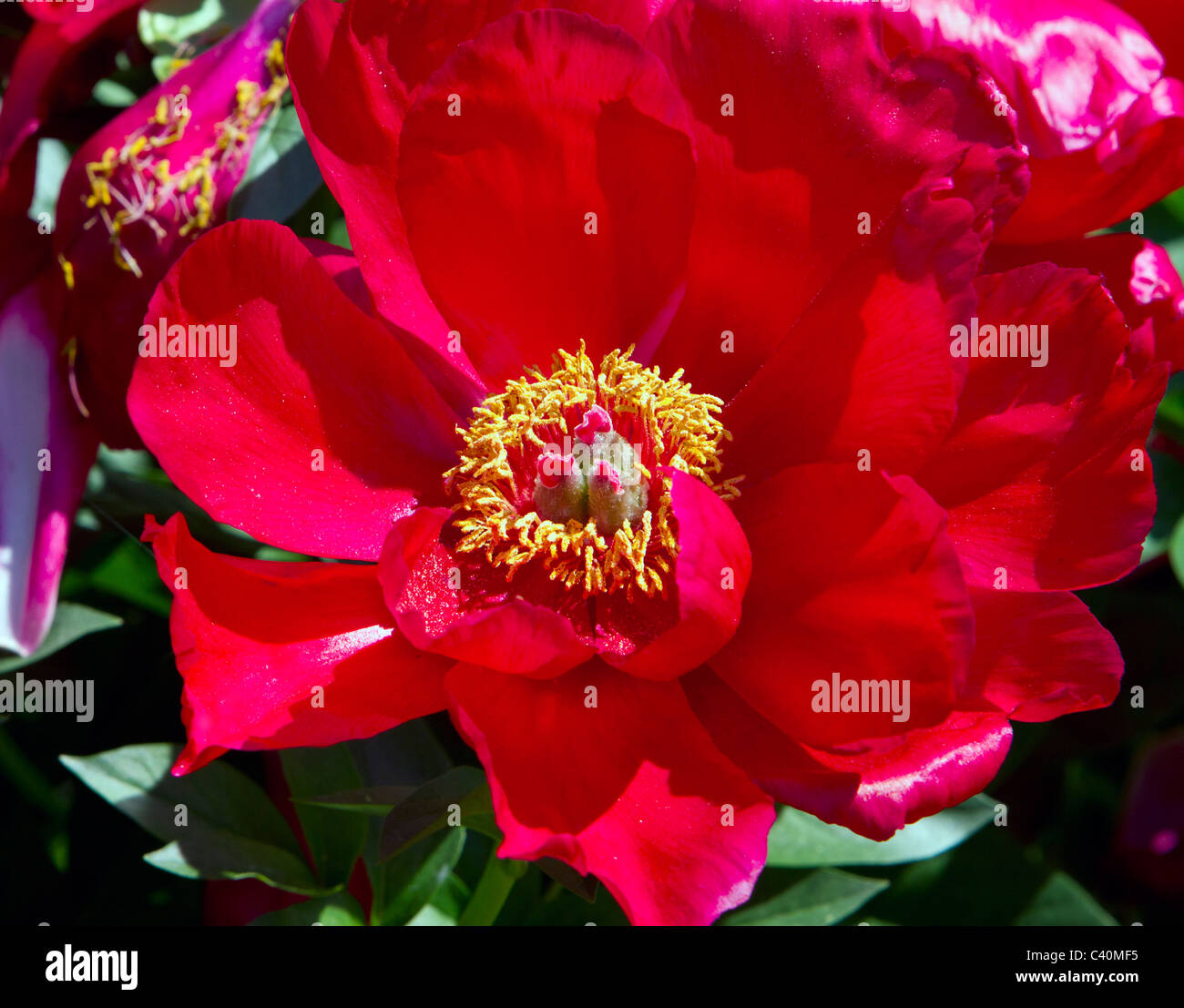 Peony paeonia Red Blaze paeoniaceae Stock Photo - Alamy