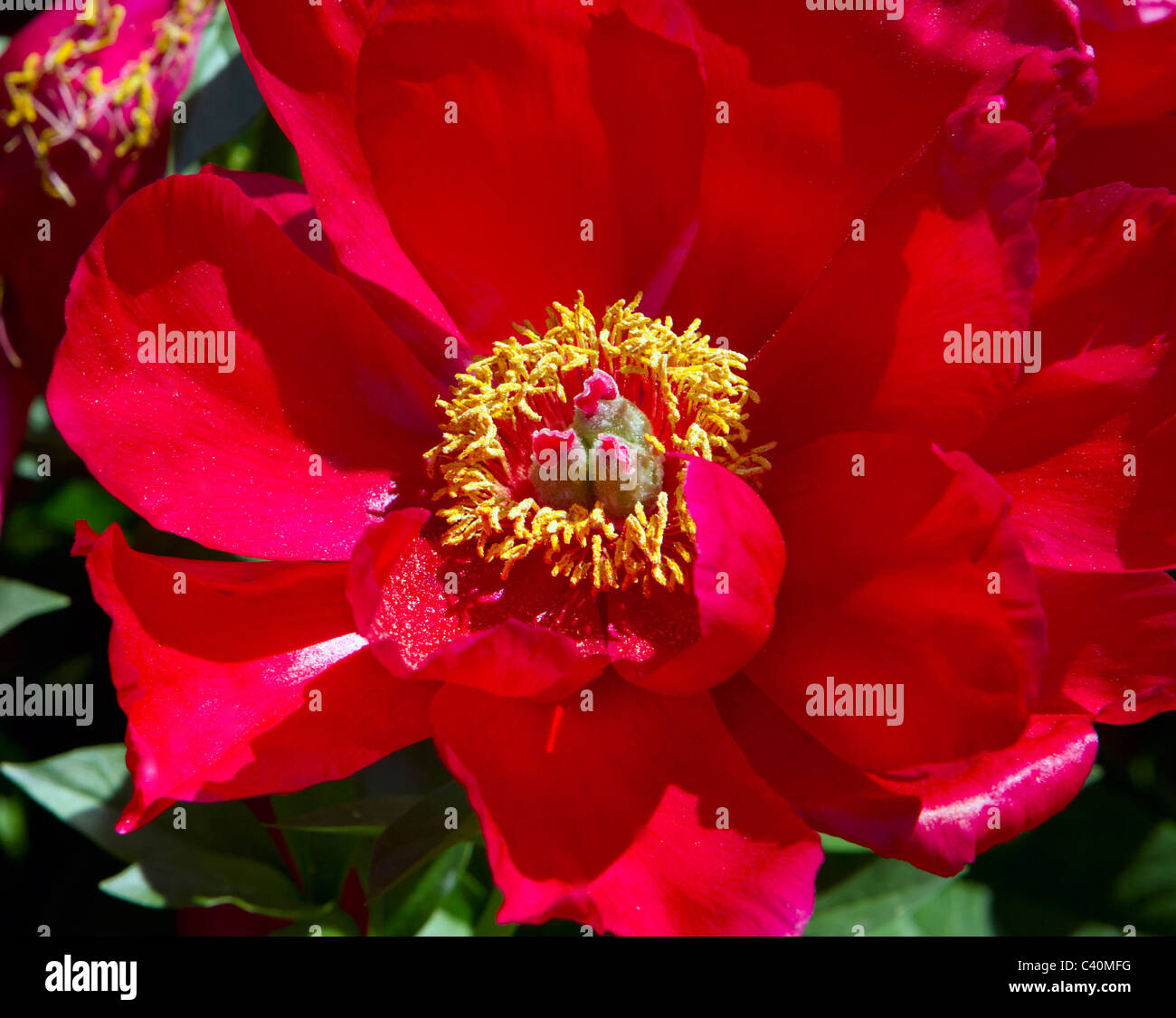 Peony paeonia Red Blaze paeoniaceae Stock Photo - Alamy