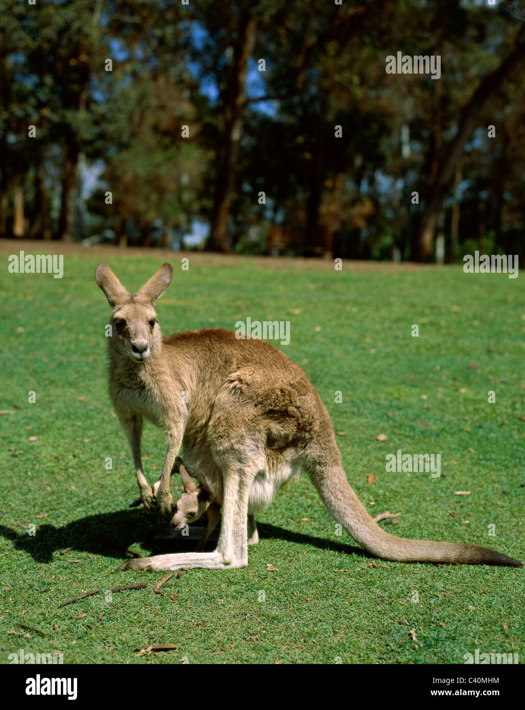 Pouch cub hi-res stock photography and images - Alamy