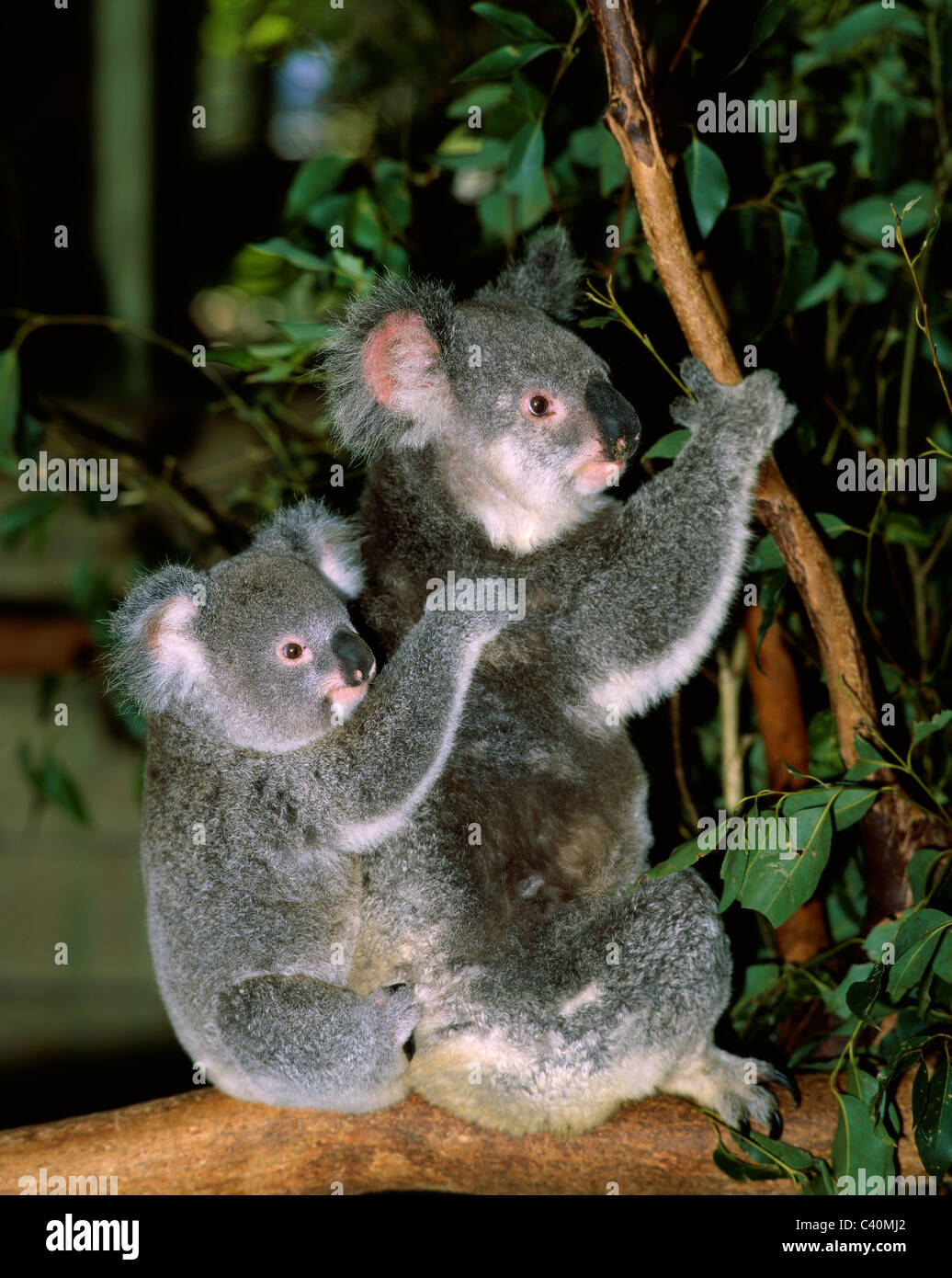 Animal, Australia, Bears, Clasp, Climb, Climbing, Cling, Clinging, Cub ...