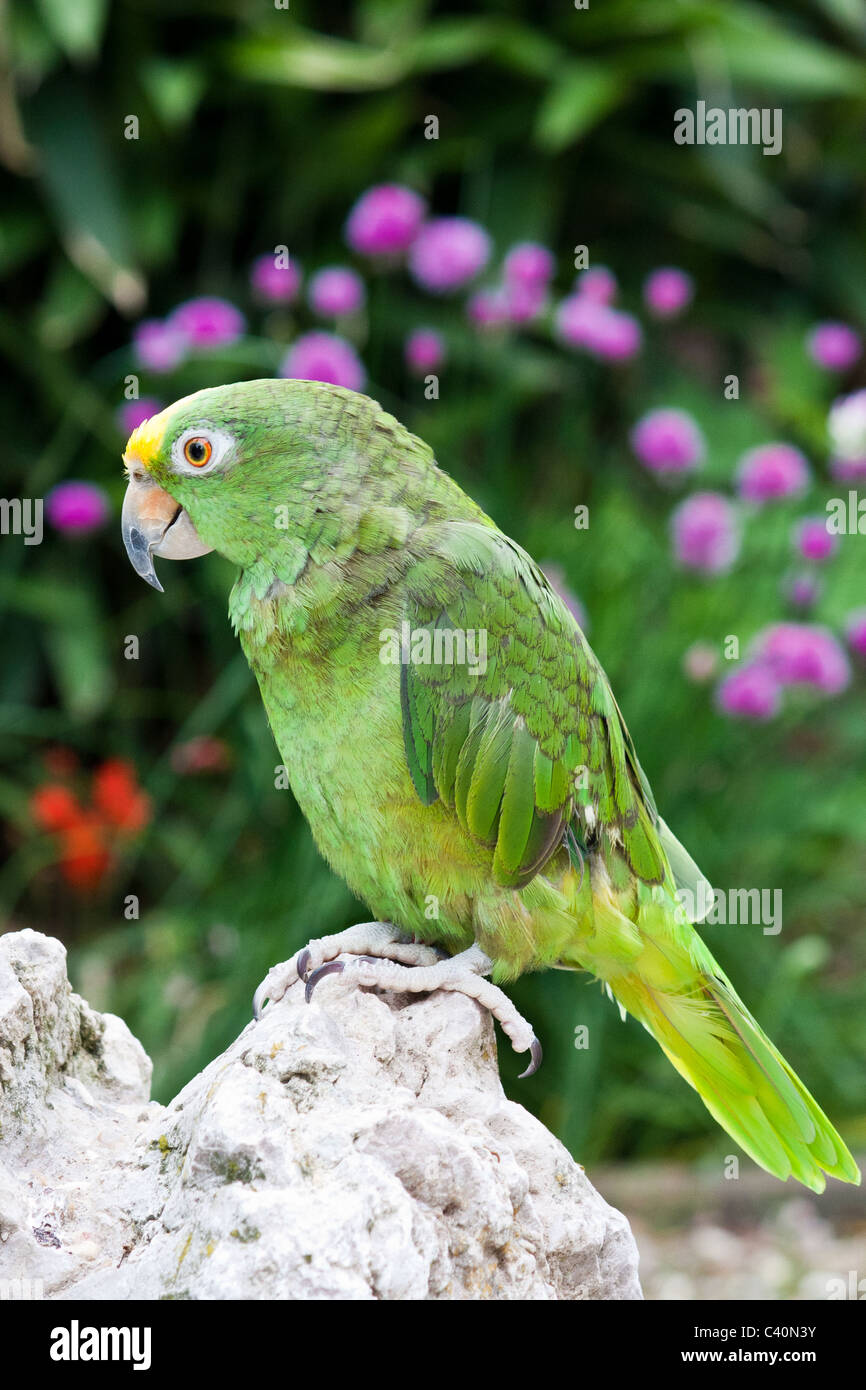 Amazon parrot hi-res stock photography and images - Alamy
