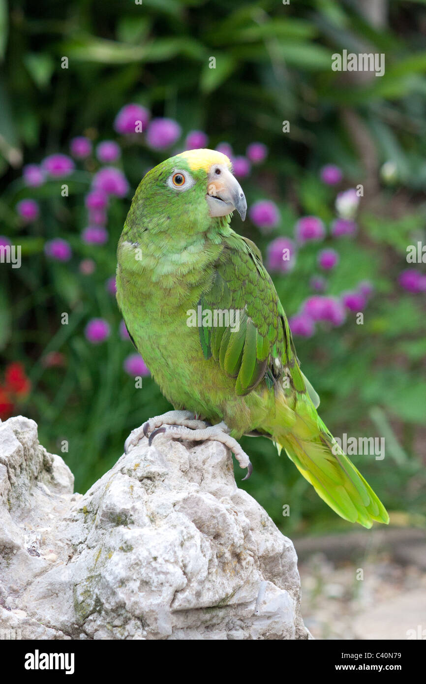 Amazon parrot hi-res stock photography and images - Alamy