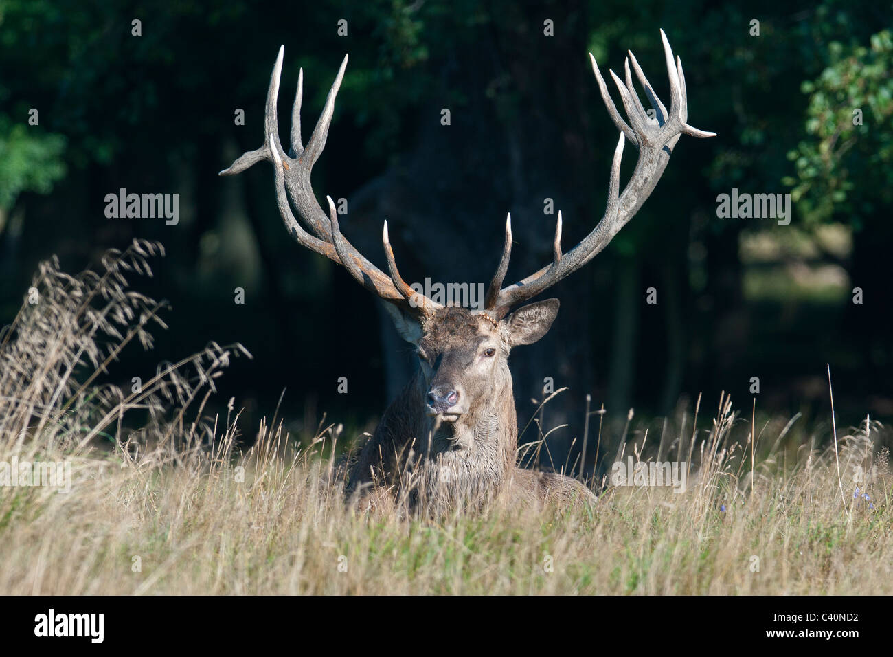 Red Deer buck, Cervus elaphus, lying in the sun Stock Photo - Alamy
