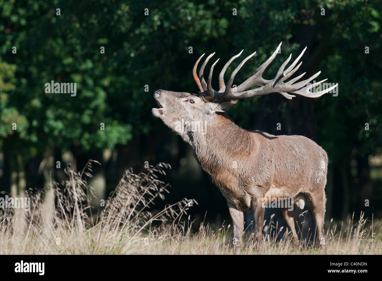 Red Deer buck, Cervus elaphus, in the fall time with big beautiful ...